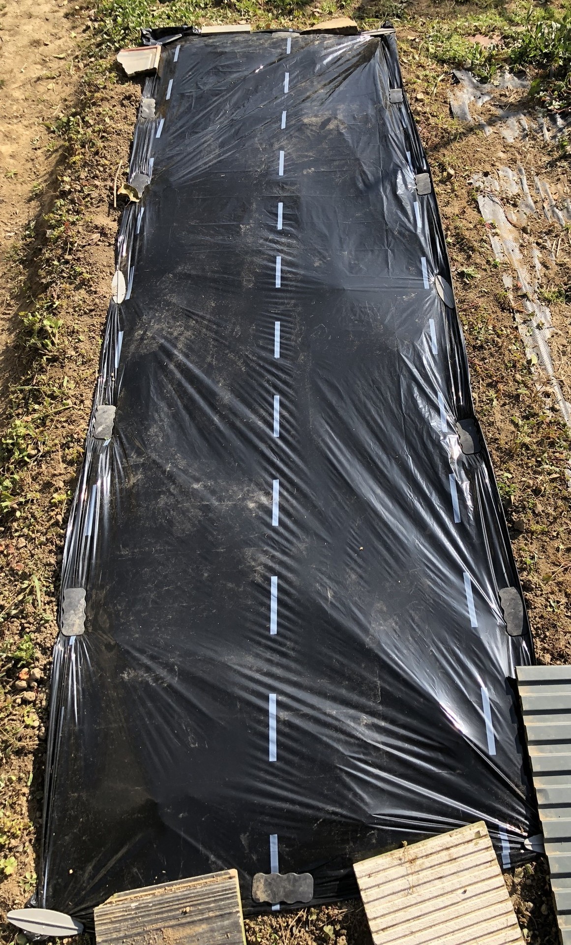 ジャガイモの収穫: Lucky River News