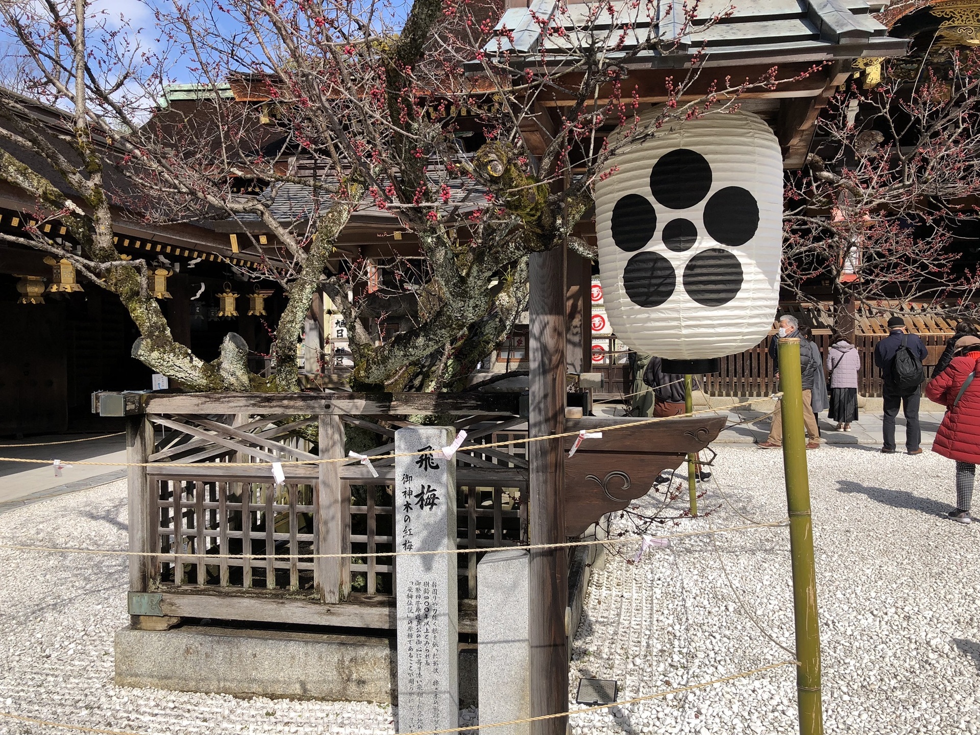 北野天満宮の梅: Lucky River News